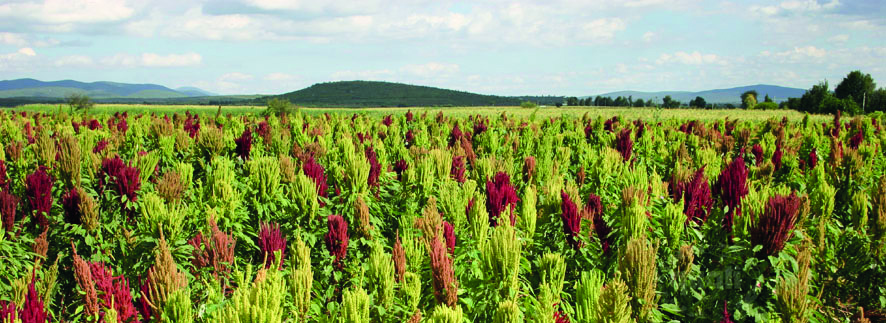 Valor nutricional del amaranto | QUALI Alimentos Nutritivos de Amaranto